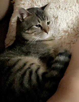 Lost Cat, Brown/Black Tabby Cat in Aberdeen UPDATE: FOUND | Pets | thepilot.com