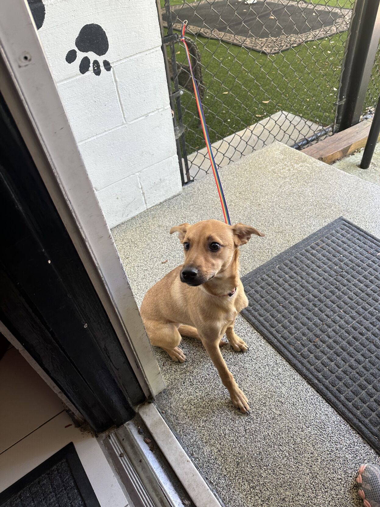 Found Dog, Tan Mixed Breed in Carthage UPDATE: HOME | Pets | thepilot.com