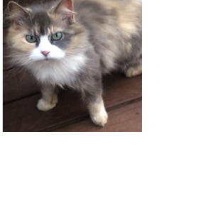 Lost Cat, Longhaired Dilute Calico Cat in Carthage UPDATE: FOUND | Pets ...