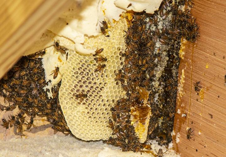 The Feminine Mystique: A House Overrun by Bees Is A Lesson in Girl ...