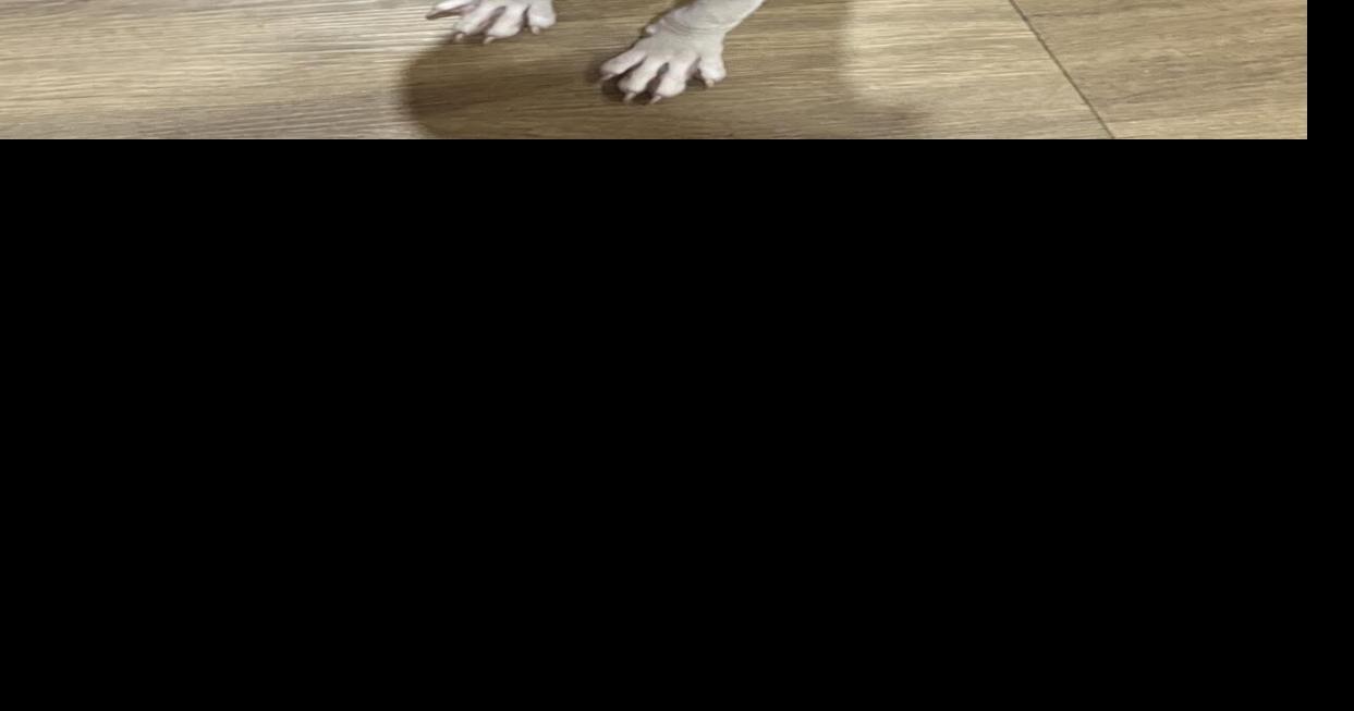 Pet of the Week: Phantom | Features | thepilot.com
