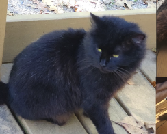 Found Cat, Longhaired Black Cat in Eastwood/West End | Pets | thepilot.com