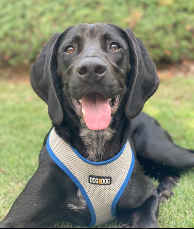 Lost Dog, Mostly Black Plott Hound in Jackson Springs UPDATE: FOUND ...