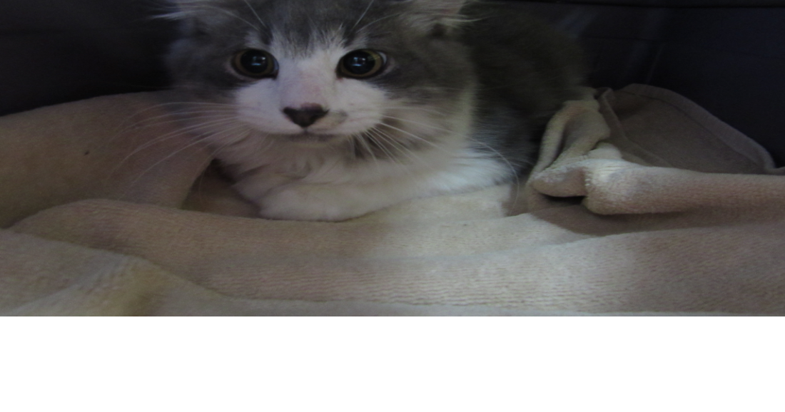 Found Cat, Grey/Blue and White Male Cat in Cameron | Pets | thepilot.com