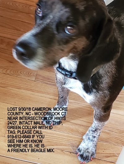 Lost Dog, Blue Merle Beagle Mix in Cameron | Pets | thepilot.com