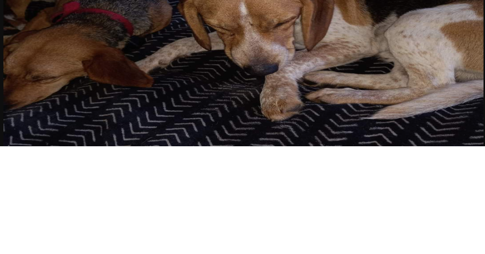 Lost Dogs, Two Beagles in Carthage | Pets | thepilot.com
