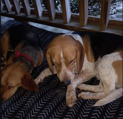 Lost Dogs, Two Beagles in Carthage | Pets | thepilot.com