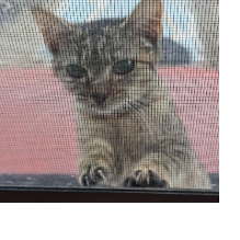 Found Cat, Young Light Brown Tabby Cat in Aberdeen | Pets | thepilot.com