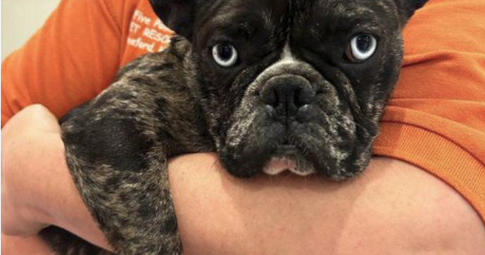 Found Dog, Brindle and White Bulldog in Five Points area UPDATE: HOME ...