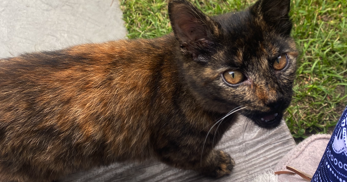 Lost Cat, Tortoiseshell Cat in Downtown Southern Pines | Pets ...