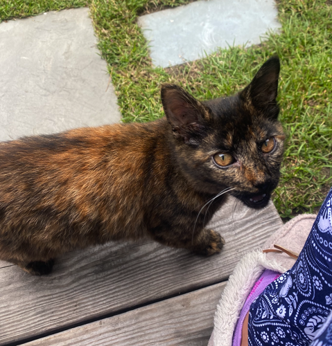 Lost Cat, Tortoiseshell Cat in Downtown Southern Pines | Pets ...