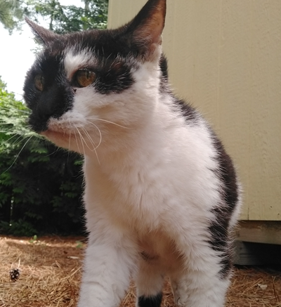 Found Cat, Black and White Cat in Pinehurst | Pets | thepilot.com