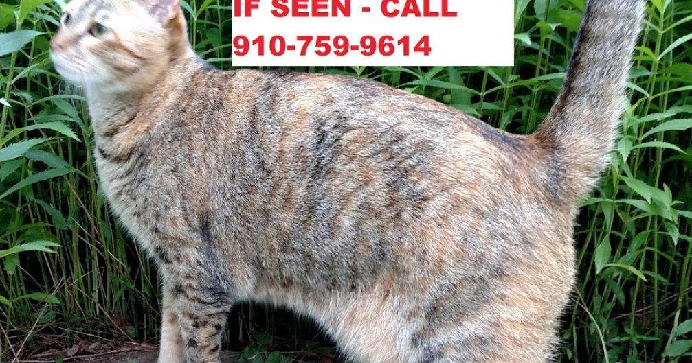 Lost Cat, Calico Tabby Cat in Carthage | Pets | thepilot.com