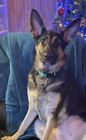 Lost Dog, German Shepherd in Carthage UPDATE: FOUND | Pets | thepilot.com