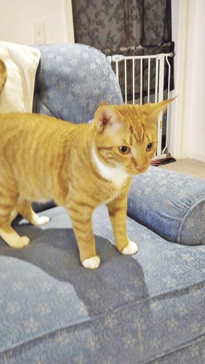 Pet of the Week: Archie | Features | thepilot.com