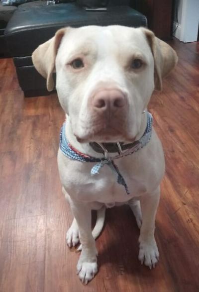 Lost Dog, Cream Colored Pit Bull in Sanford UPDATE: FOUND | Pets ...
