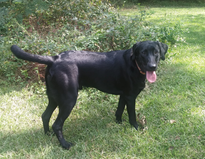 Lost Dog, Black Lab in Cameron | Pets | thepilot.com