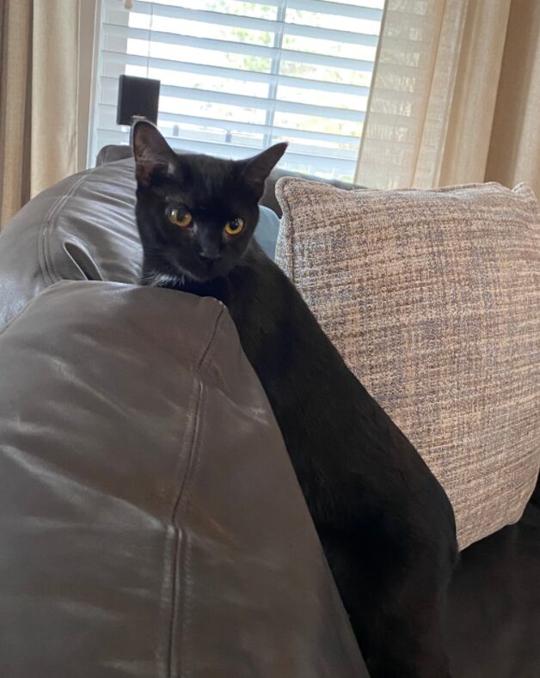 Lost Cat, Black Cat in Southern PInes UPDATE: FOUND | Pets | thepilot.com