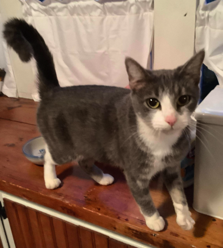 Found Cat, Young Cat in Grey and White Cat in Aberdeen | Pets ...