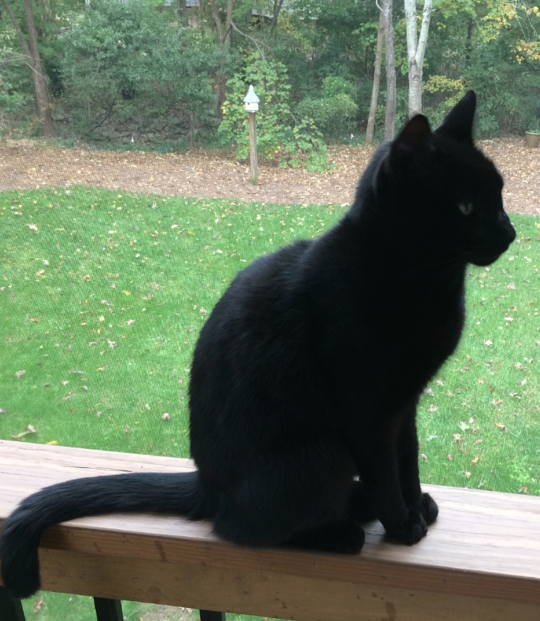 Lost Cat, All Black Cat in Seven Lakes West (West End area) UPDATE: FOUND | Pets | thepilot.com