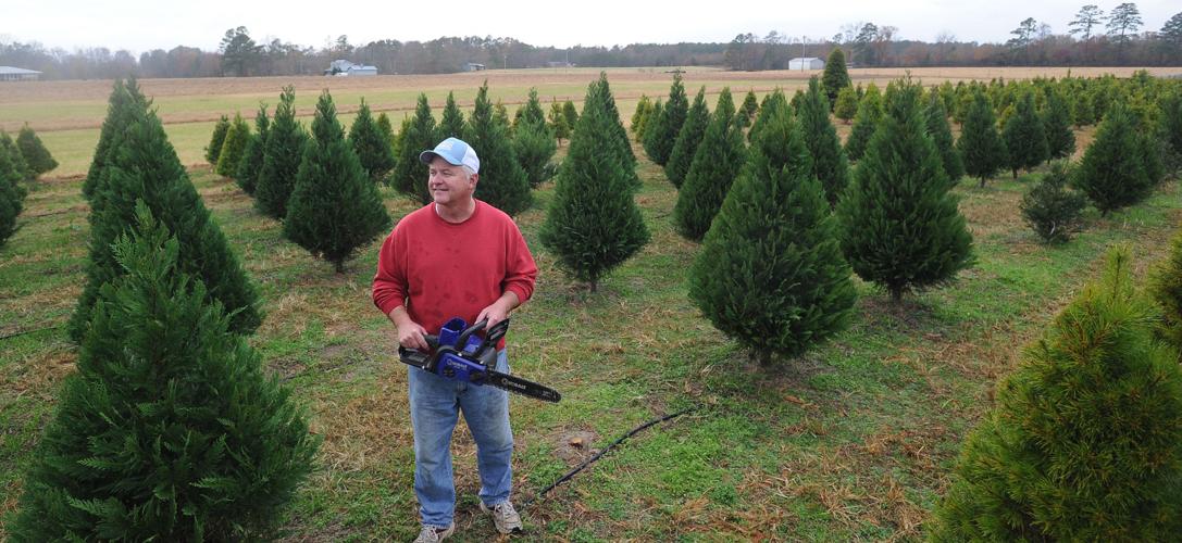 Farm-Fresh Firs, Christmas Tree Crop Brings Year-Round Work | Business ...
