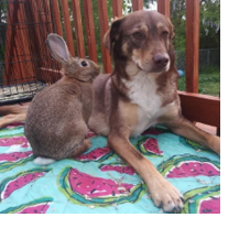 Lost Dog, Husky Coonhound Mix in Carthage UPDATE: FOUND | Pets ...