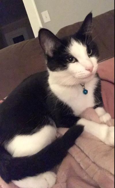 Lost Cat, Black and White Cat in Carthage (Harris Crossroads) UPDATE ...