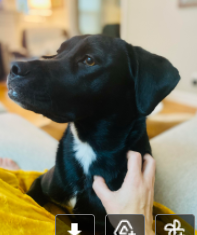 Lost Dog, Black Lab Mix in Pinebluff UPDATE: FOUND | Pets | thepilot.com