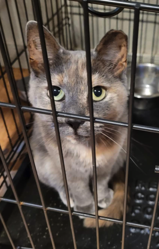 Lost Cat, Diluted/Muted Tortoiseshell Cat in Cameron NOTE: NEEDS MEDS ...