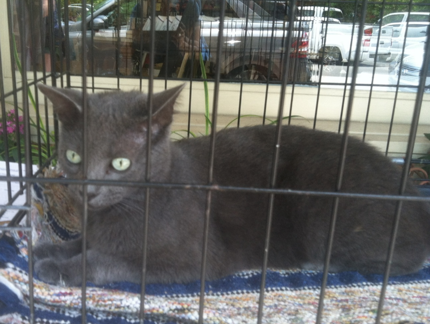 Found Cat, Gray Cat w/Green Eyes in Southern Pines | Pets | thepilot.com