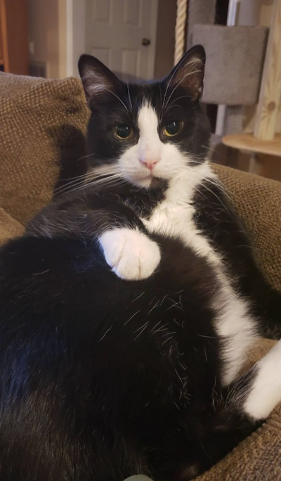 Lost Cat, Black and White Tuxedo Cat in Whispering Pines UPDATE: FOUND ...