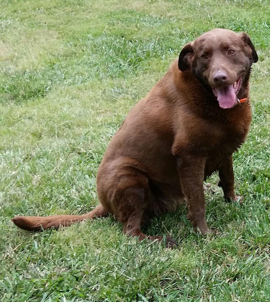 Lost Dog, Chocolate Lab in Highfalls Area UPDATE: FOUND | Pets ...
