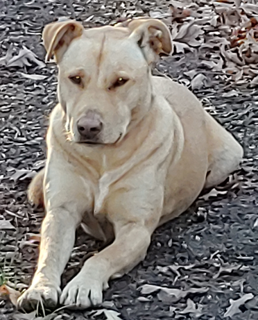 Found Dog, Yellow Lab/Pit Mix in Carthage UPDATE: REHOMED | Pets ...