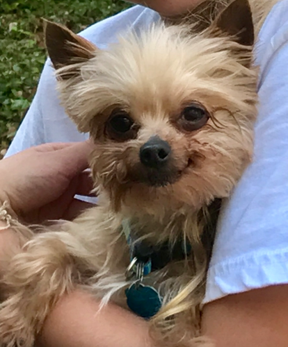 Lost Dog, Yorkshire Terrier in Southern Pines (horse country) NEEDS ...