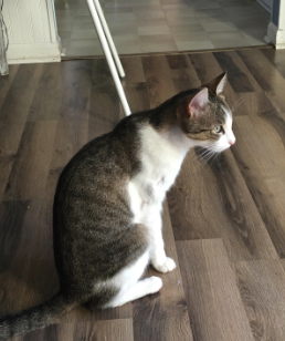 Lost Cat, Grey and White Tabby in Southern Pines UPDATE: FOUND | Pets ...
