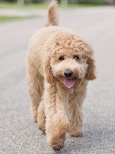 Lost Dog, GoldenDoodle in Pinehurst UPDATE: FOUND | Pets | thepilot.com