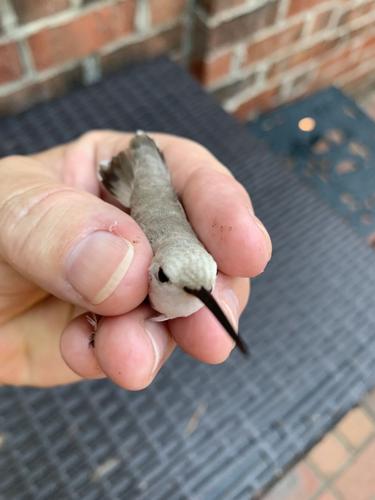 Rare White Hummingbird Spotted in Southern Pines | Features | thepilot.com