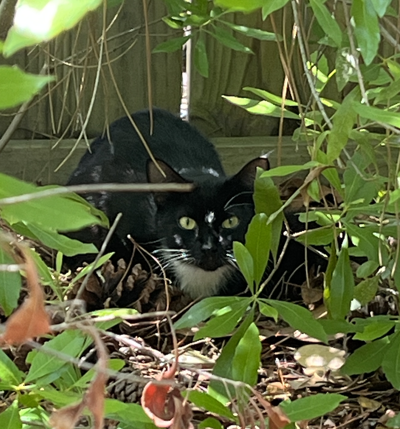Found Cat, Black Cat in Southern Pines | Pets | thepilot.com