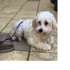 Lost Dog, White Maltipoo in Pinehurst UPDATE: FOUND | Pets | thepilot.com
