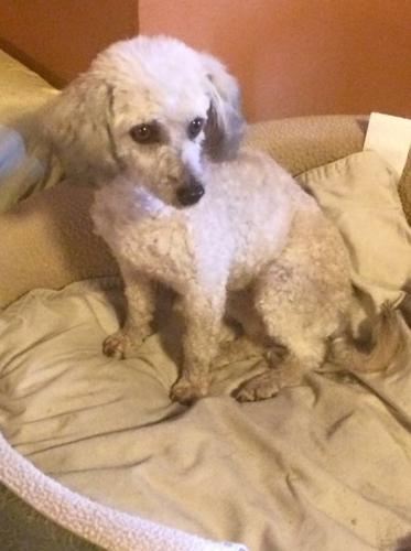 Lost Dog, White Poodle in Pinehurst UPDATE: FOUND | Pets | thepilot.com
