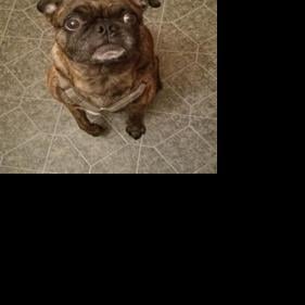 Lost Dog, Brindle-Colored Pug Mix in Southern Pines UPDATE: FOUND ...