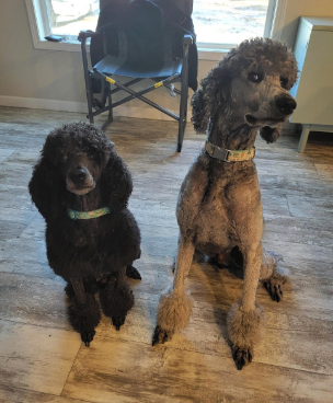 Lost Dog, Black and Silver Standard Size Poodles in Aberdeen UPDATE ...