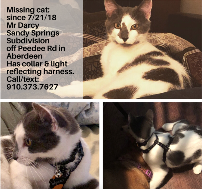 Lost Cat, White with Grey Spots Cat in Aberdeen (Sandy Springs area ...