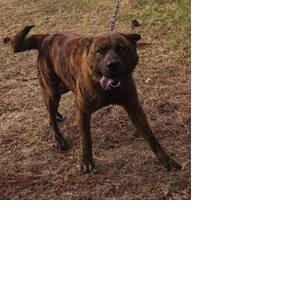 Lost Dog, Brindle Shepherd/Chow Mix in Aberdeen | Pets | thepilot.com