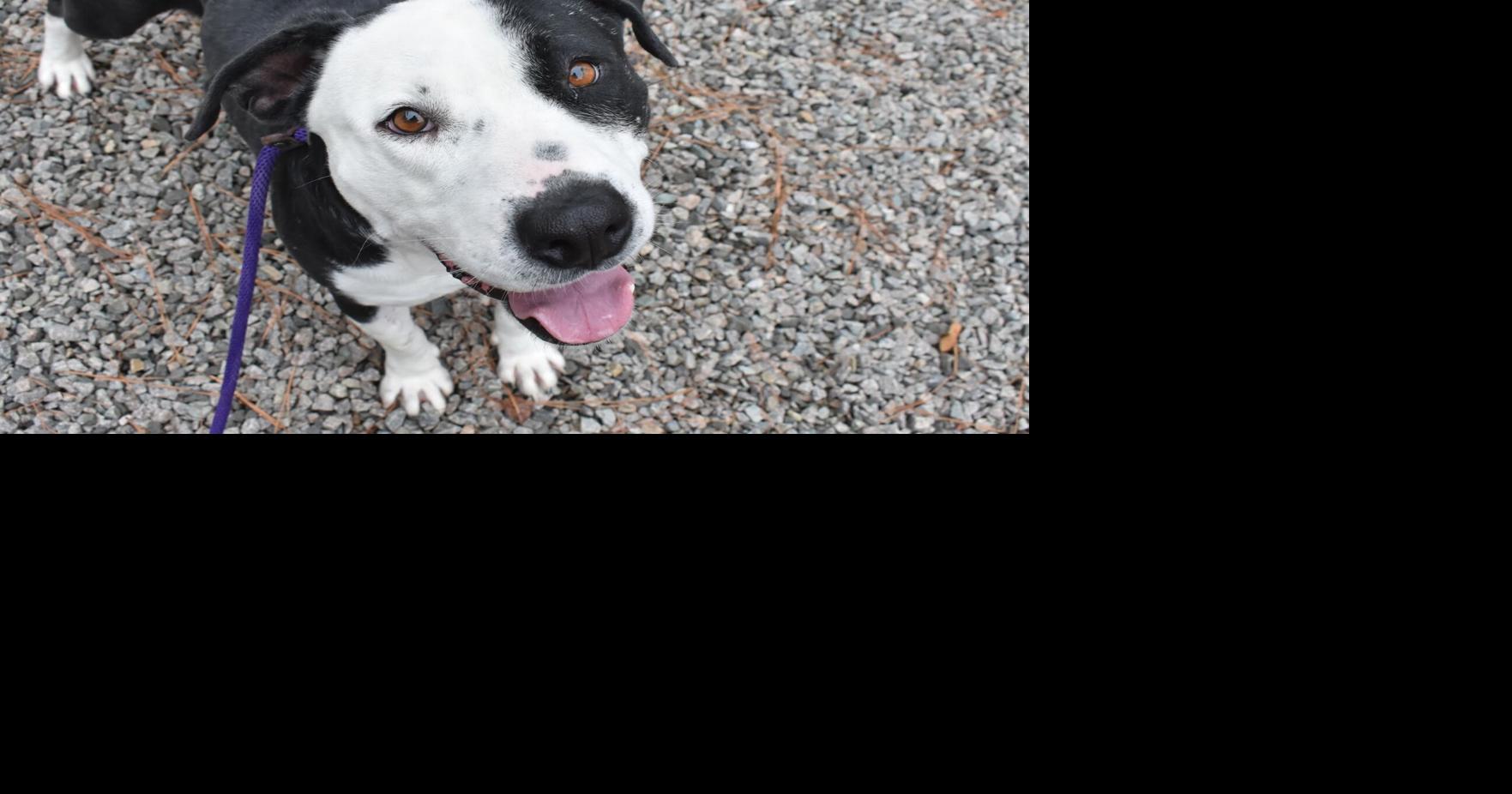 Pet of the Week: Betty | Features | thepilot.com