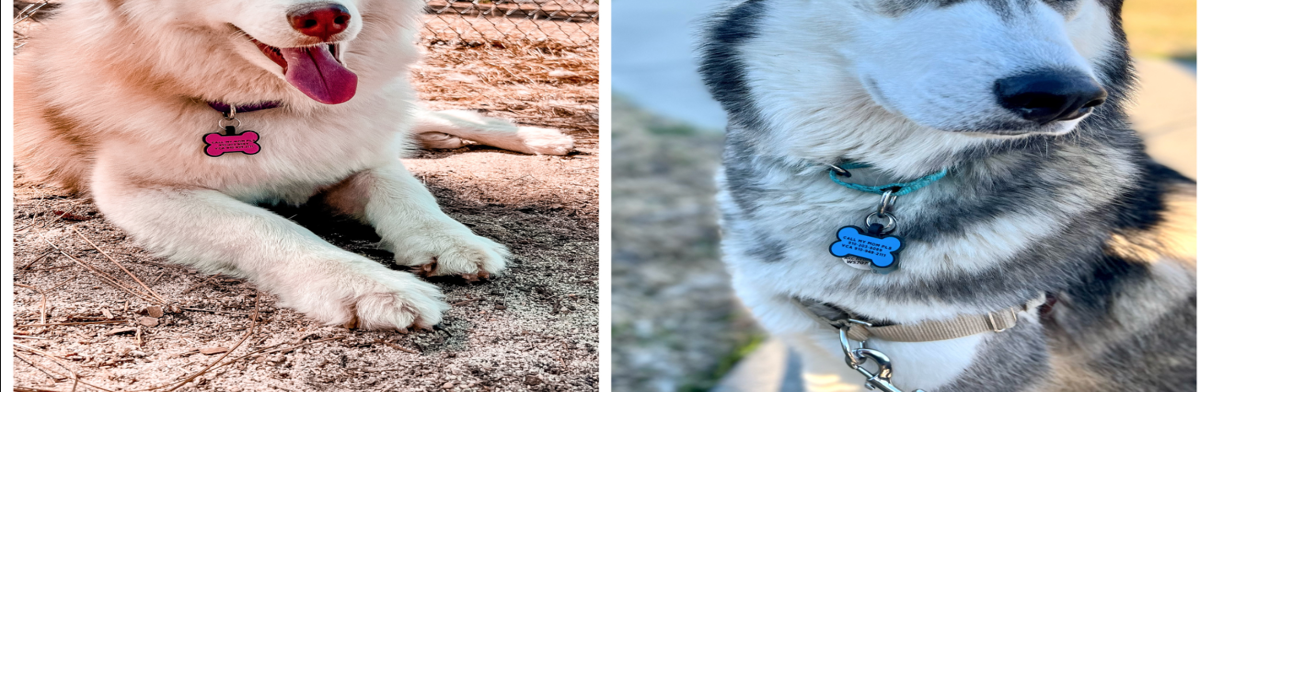 Lost Dogs, Two Husky Dogs in West End UPDATE: FOUND | Pets | thepilot.com