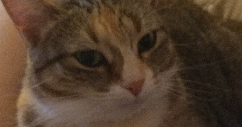 Lost Cat, Calico Cat in Southern Pines (Hyland Hills) UPDATE: FOUND ...