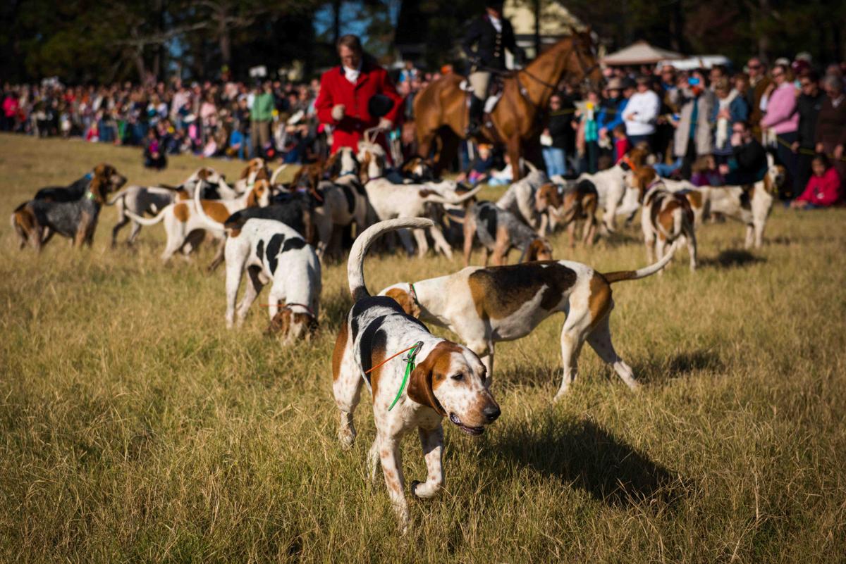 See Spots Run At Carolinas Hound Show | Hoofbeats | thepilot.com
