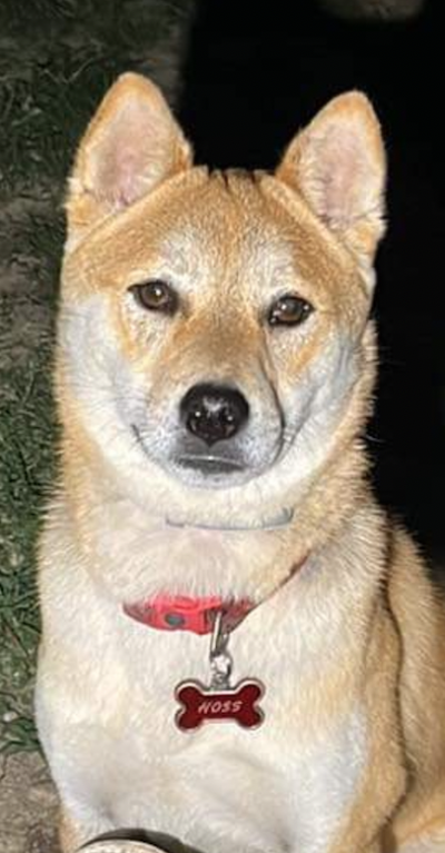 Lost Dog, Shiba Inu Dog in Seven Lakes (West End area) | Pets ...