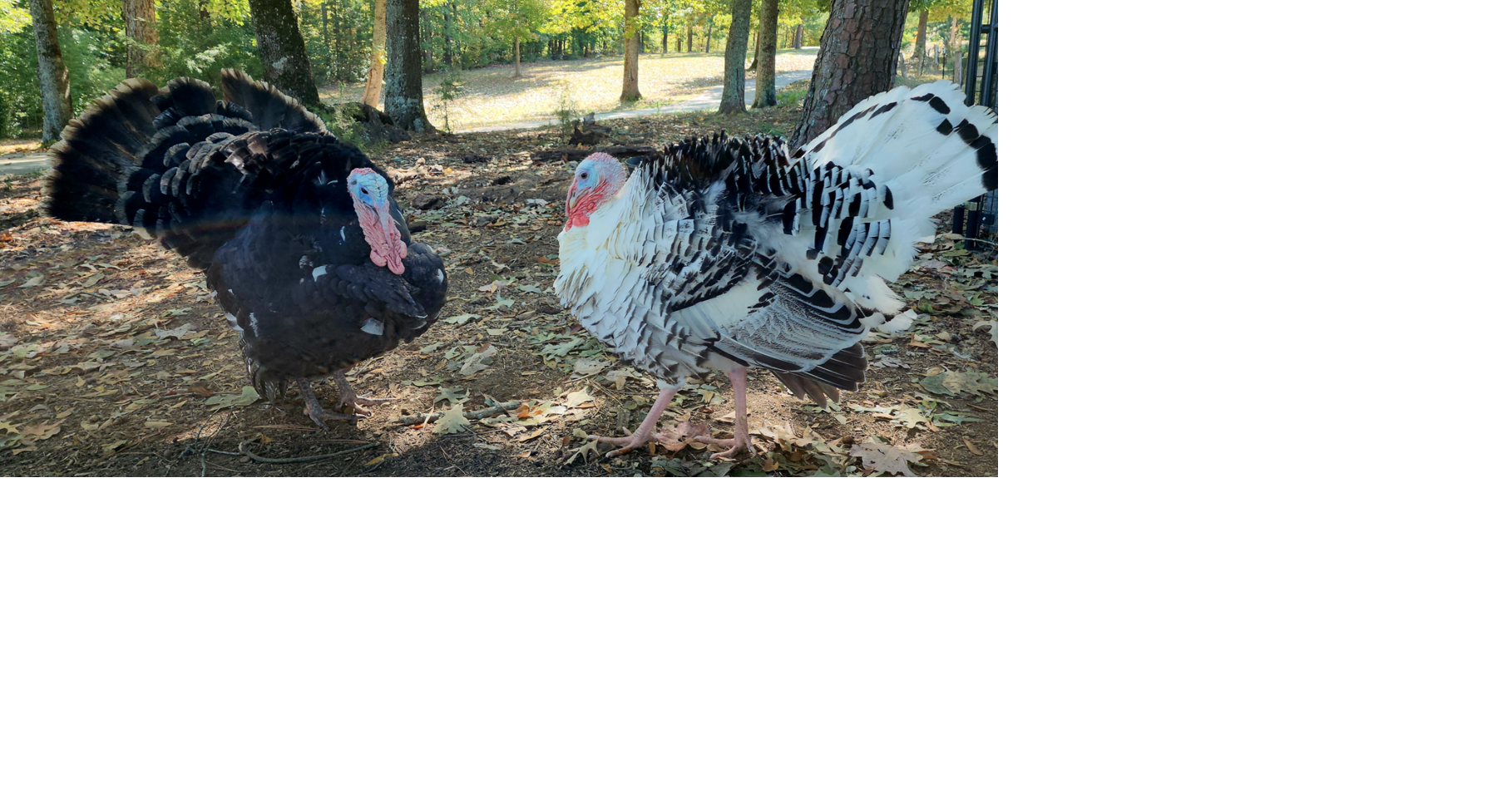 Lost Turkeys, Black and White Pet Turkeys in Carthage (Glendon) | Pets ...